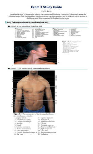 Exam 4 Study Guide - Exam 4 Study Guide PHYL 141L Photographic Atlas ...