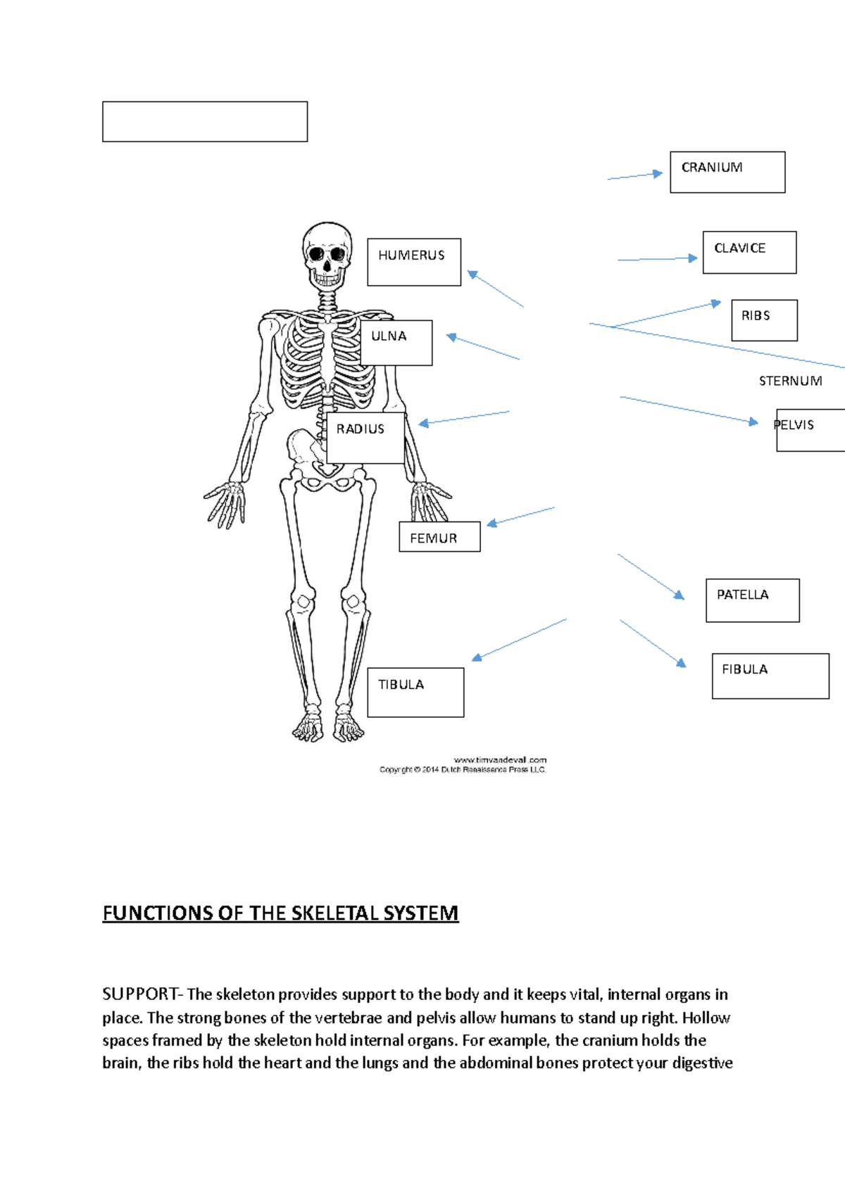 3B Muscoskeletal system - FUNCTIONS OF THE SKELETAL SYSTEM SUPPORT ...