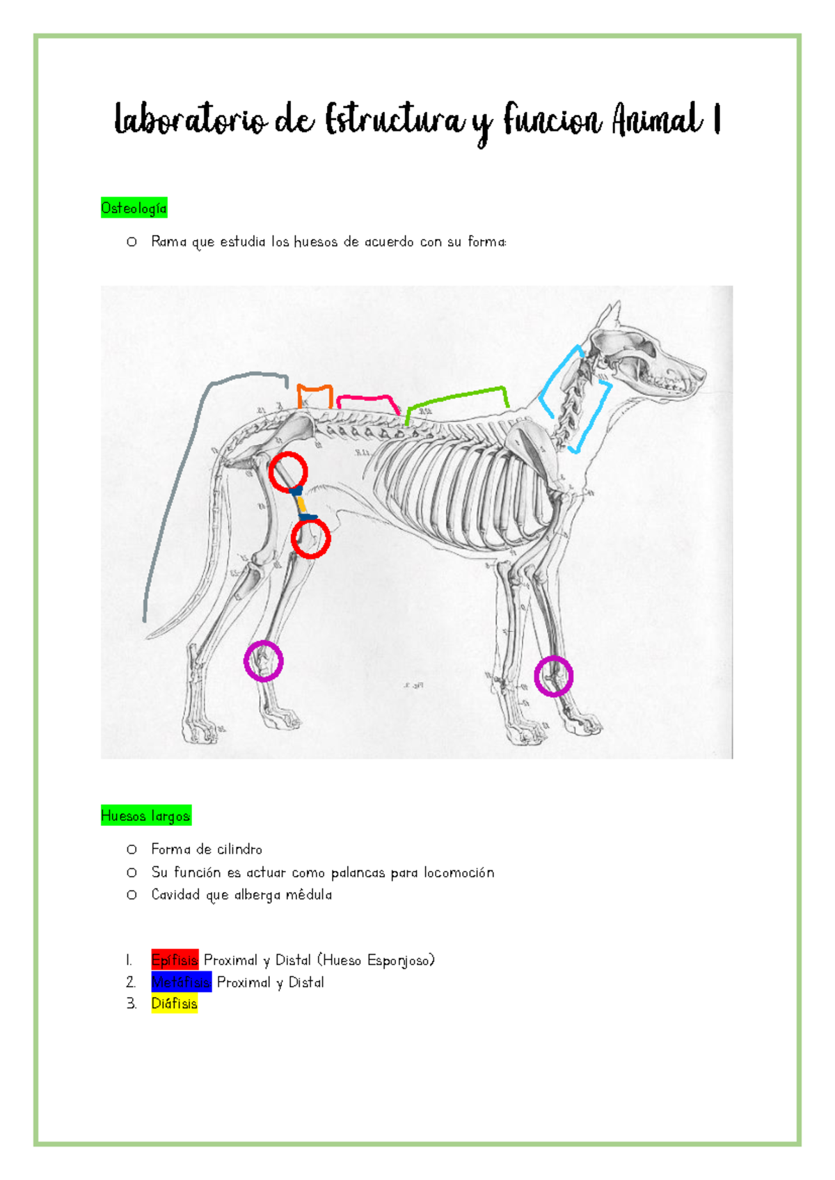 Laboratorio de Estructura y Función Animal I Imprimir I - Osteología o ...
