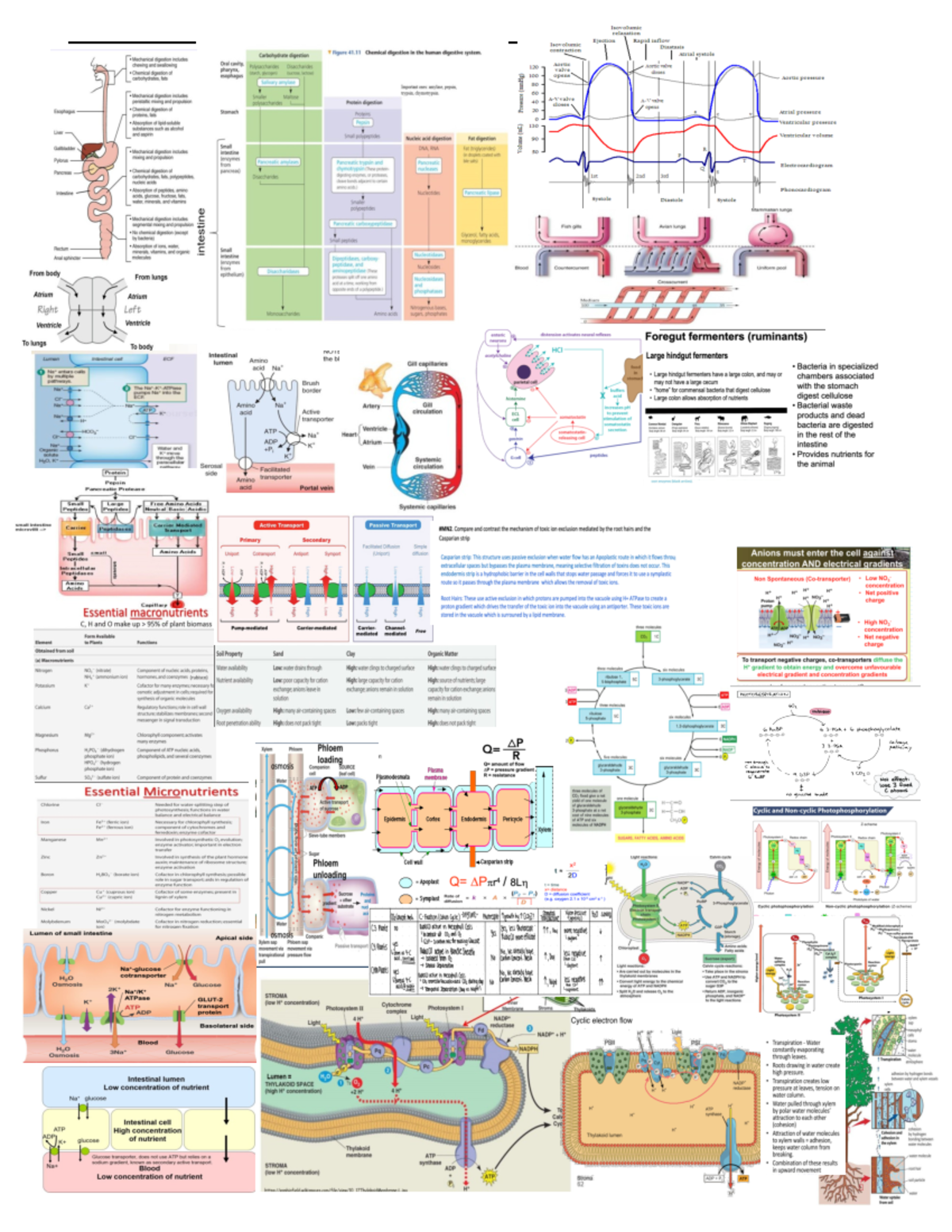 Bio 260 cheat sheet final - BIOL 260 - Studocu