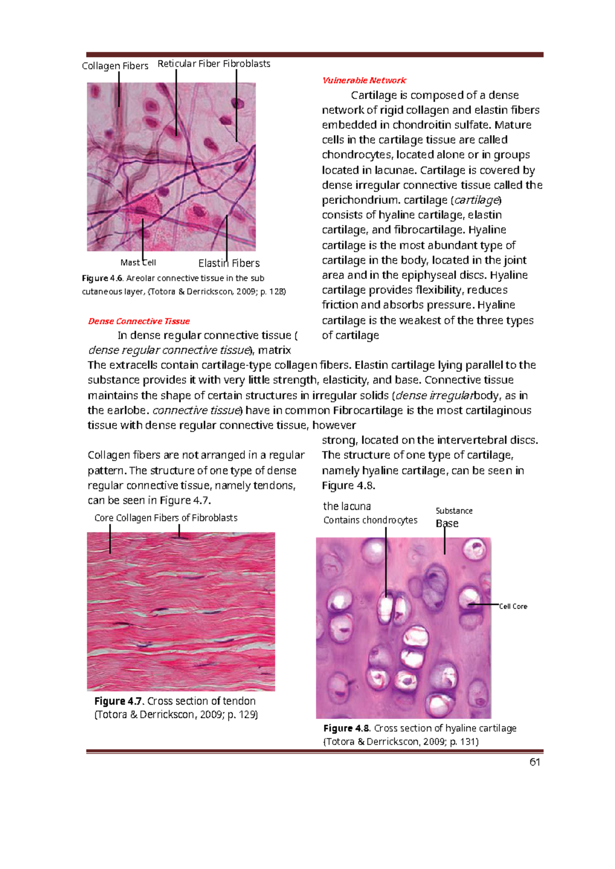 BIO Gmdhs - bio materials - Collagen Fibers Reticular Fiber Fibroblasts ...