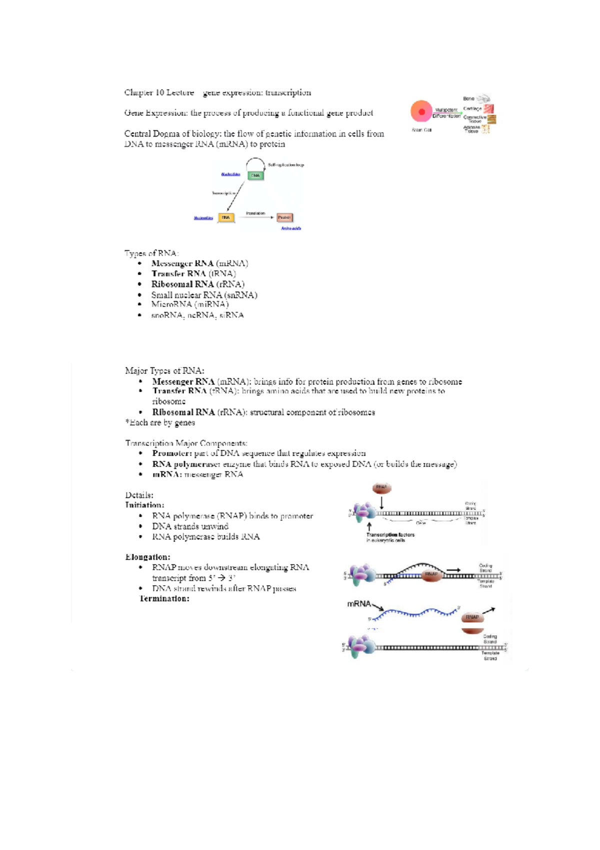 Professor Croshaw Lecture Notes 10 in detail and explained - PCB 3063C ...