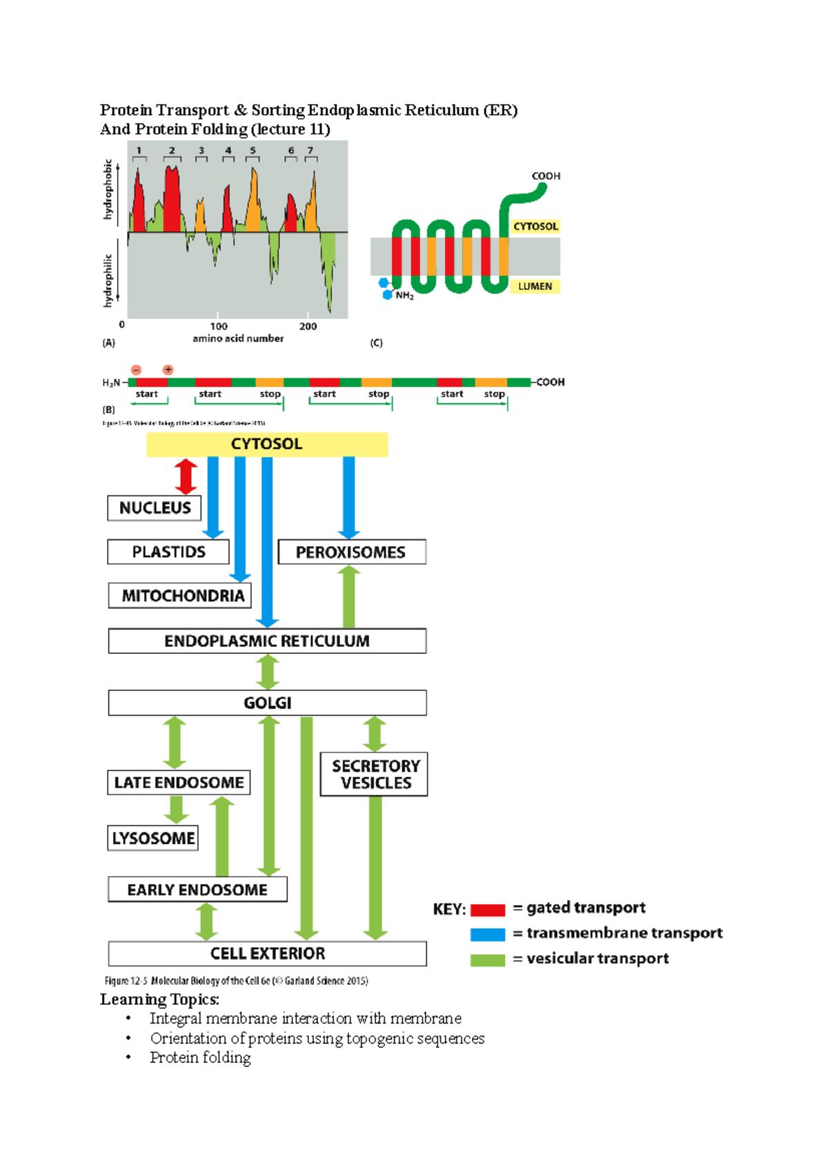 Lecture 4 of Pierrotti Cell Signalling - Protein Transport & Sorting ...