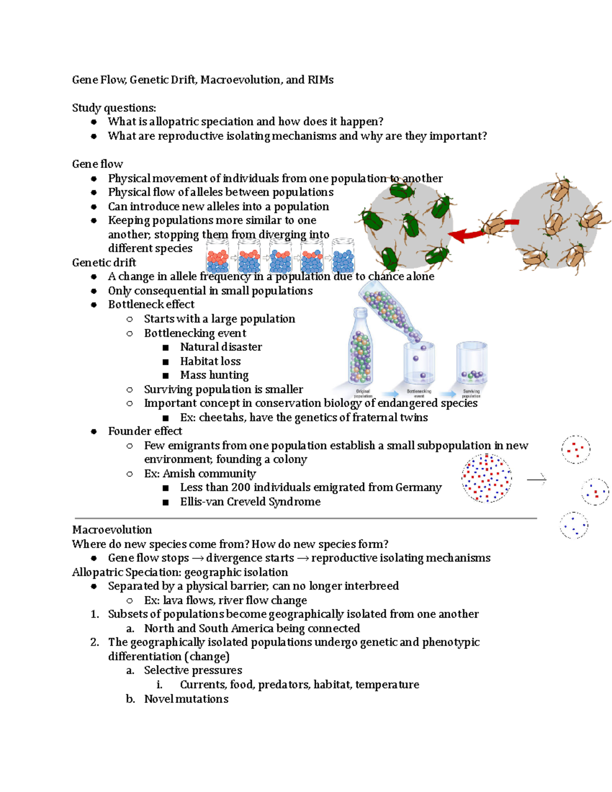Gene flow, genetic drift, macroevolution, and RIMs - BIOL 125 - Studocu