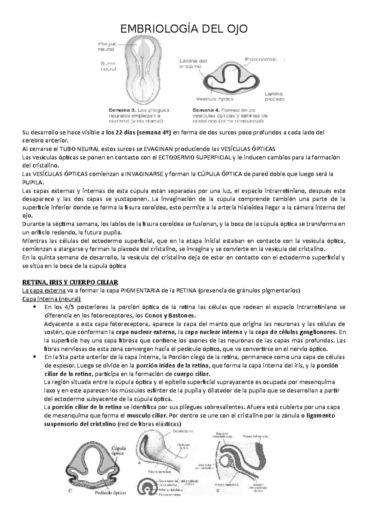 Embriología DEL OJO - DEL OJO Su desarrollo se hace visible a los 22 ...