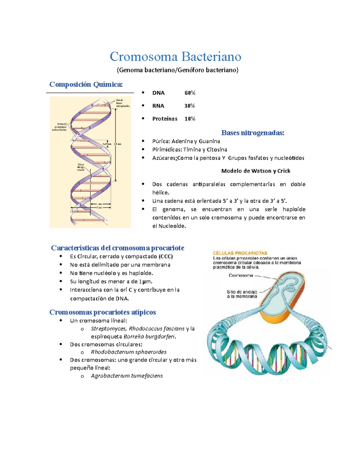 Cromosoma Bacteriano - Cromosoma Bacteriano (Genoma bacteriano/Genóforo ...