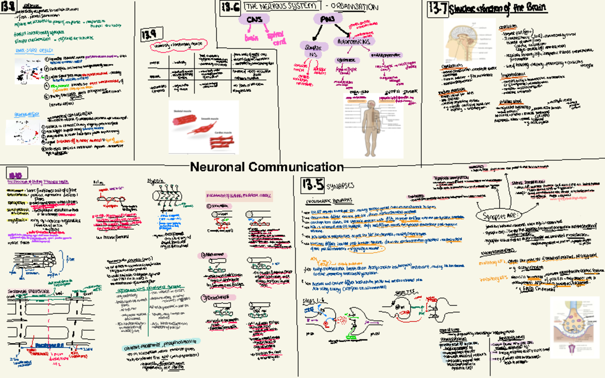 Chapter 13 Revision Mindmap - Neuronal Communication Reflexes ...
