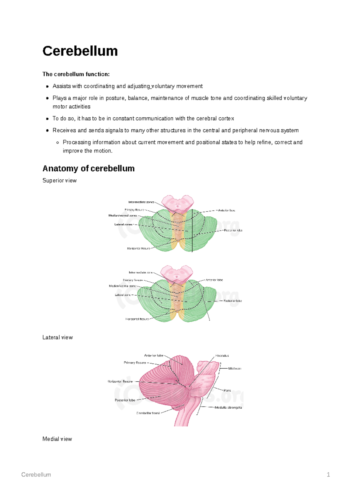 Cerebellum NOTEs - Krótkie notatki z anatomii - Human Anatomy ...