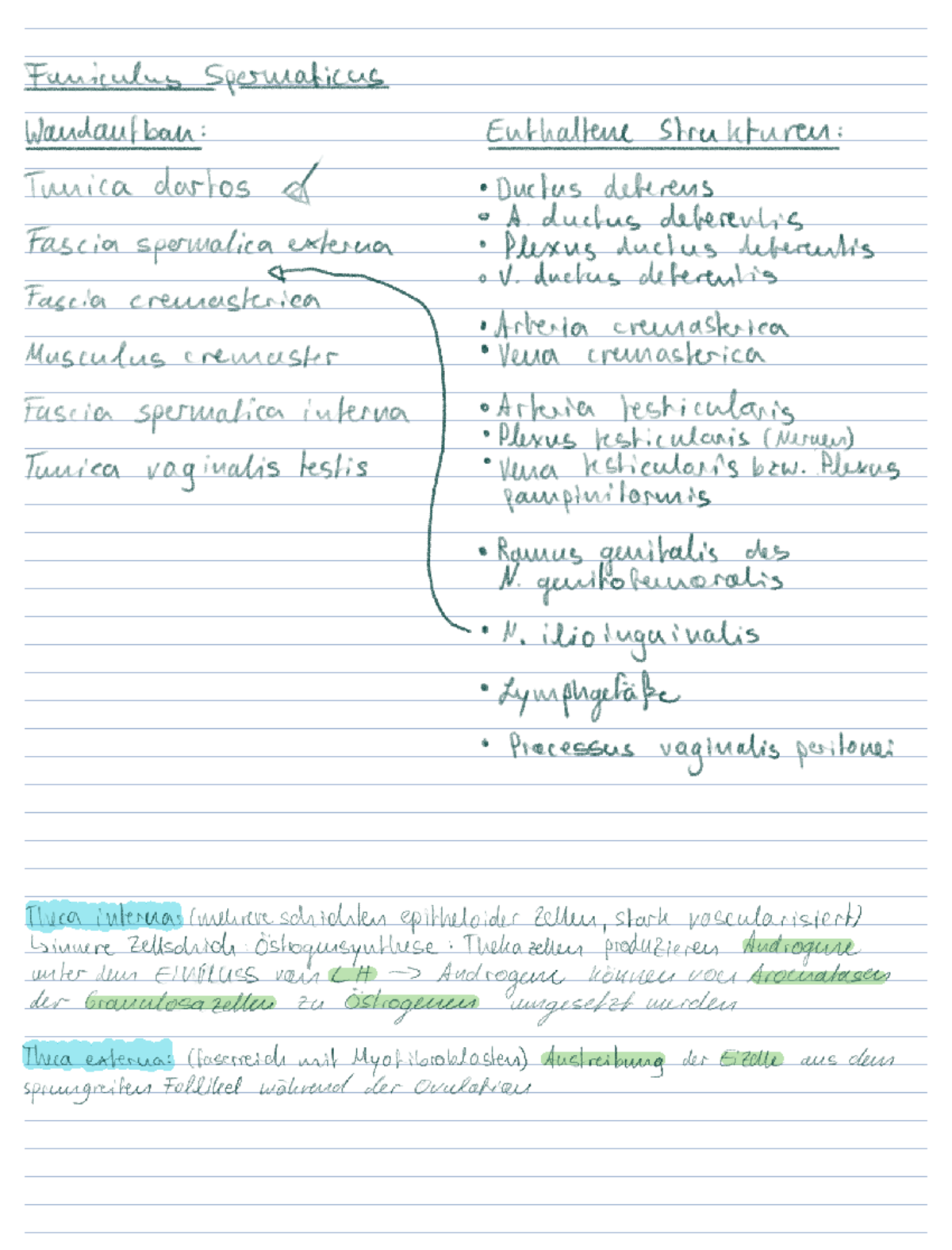 Notiz 28 - biologie mitschriften - Funiculus Spermaticus Wandaufbau ...
