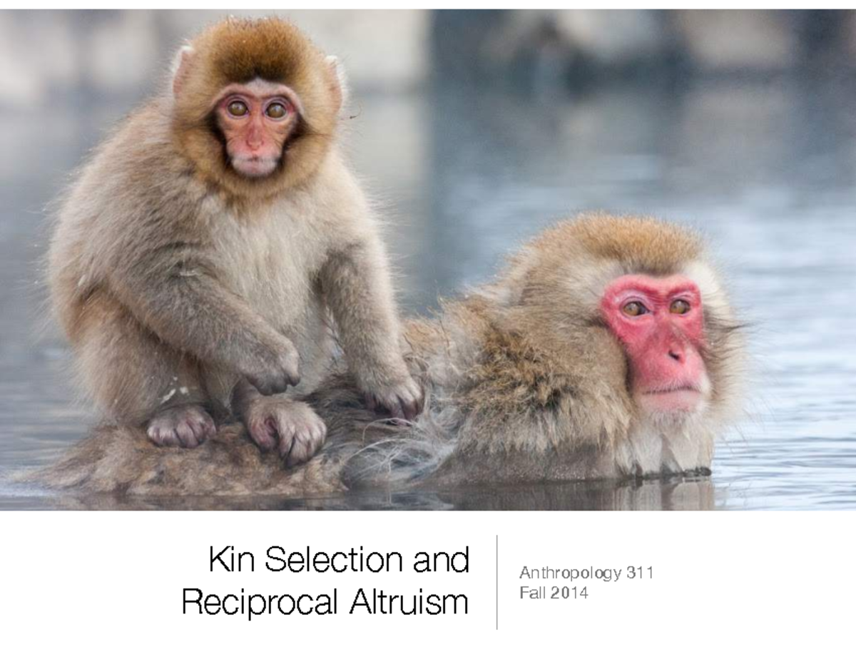 Lecture notes, lecture 10 - Kin Selection and Reciprocal Altruism - Kin ...