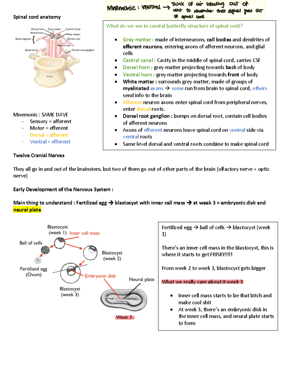Twelve cranial nerves - Spinal cord anatomy Mnemonic : SAME DAVE ...