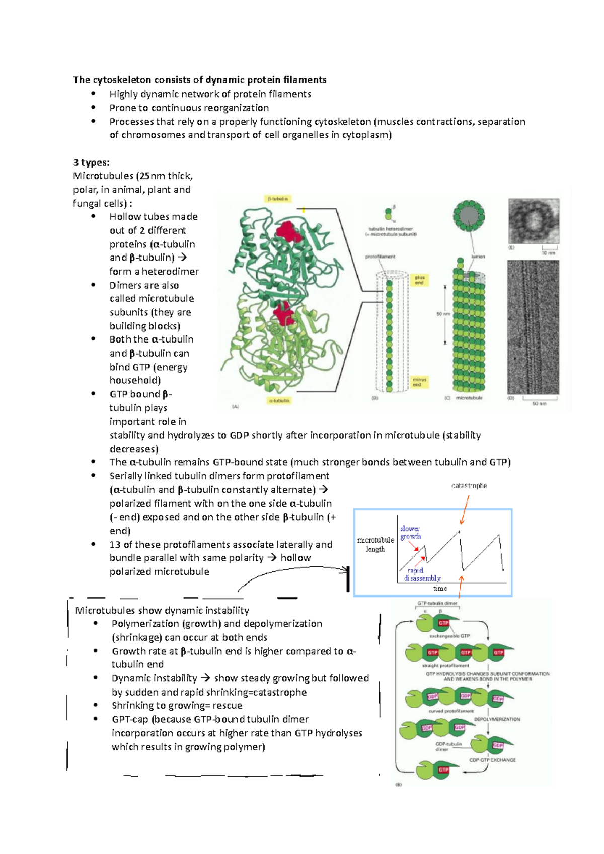 Introduction to cell biology week 5 - The cytoskeleton consists of ...