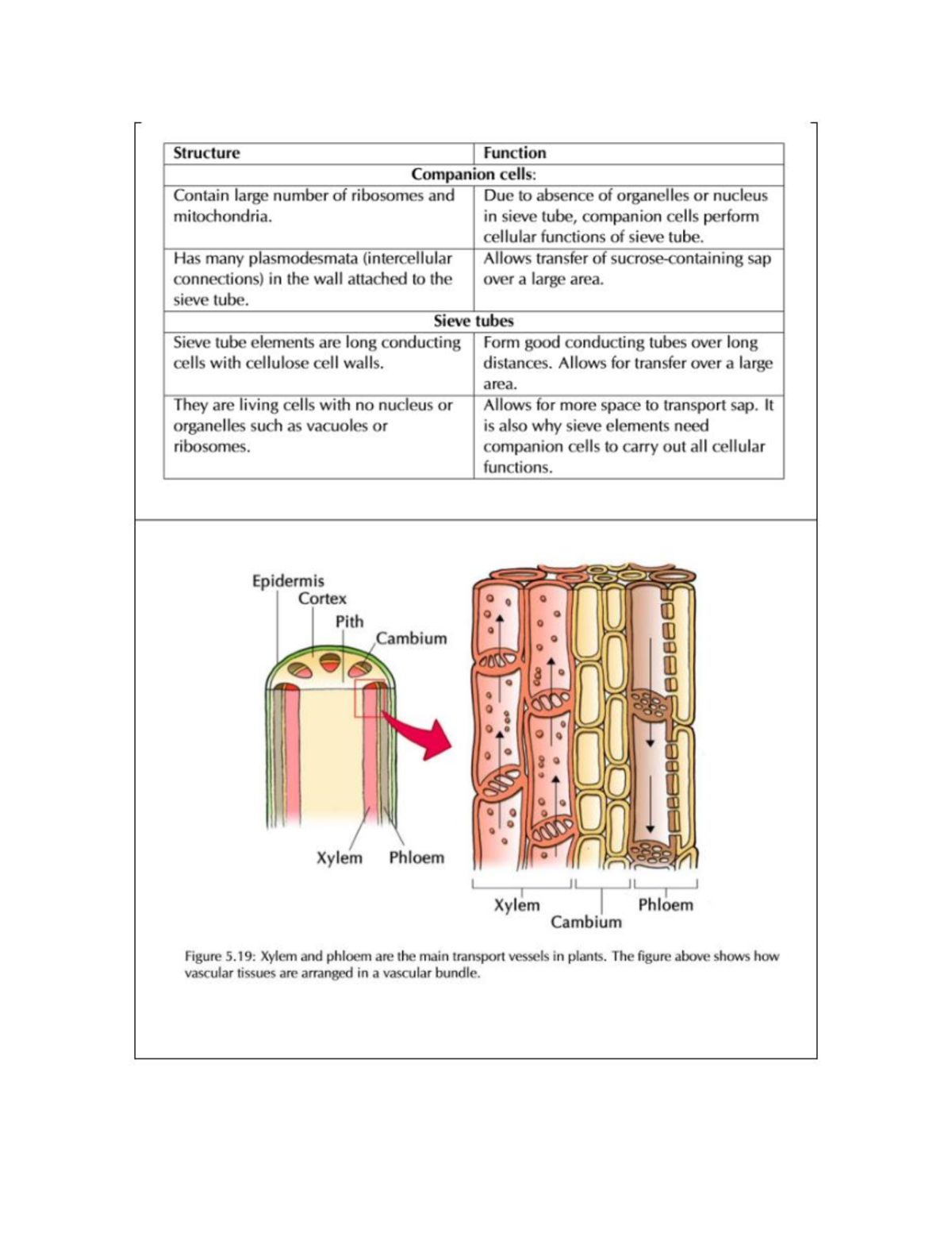 Plant tissues structures - Studocu