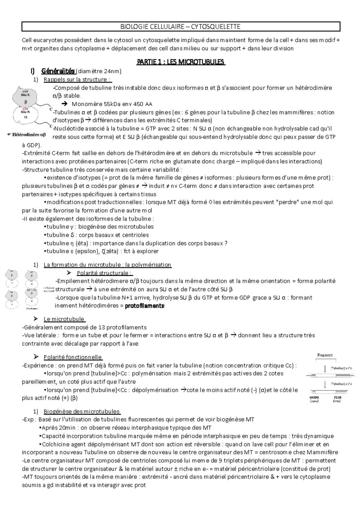 Biologie- Cellulair - bio - BIOLOGIE CELLULAIRE – CYTOSQUELETTE Cell ...