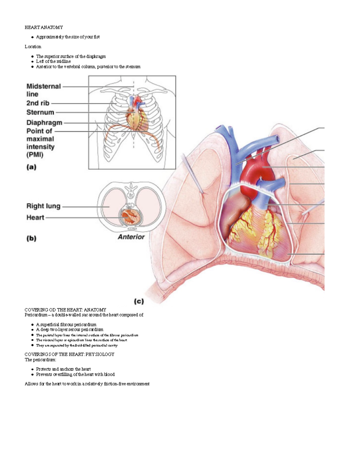 The Heart - HEART ANATOMY Approximately the size of your fist Location ...