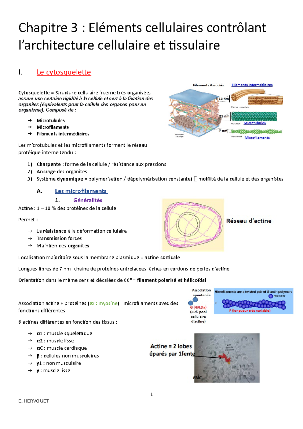 Chapitre 3 - Eléments cellulaires contrôlant l’architecture cellulaire ...