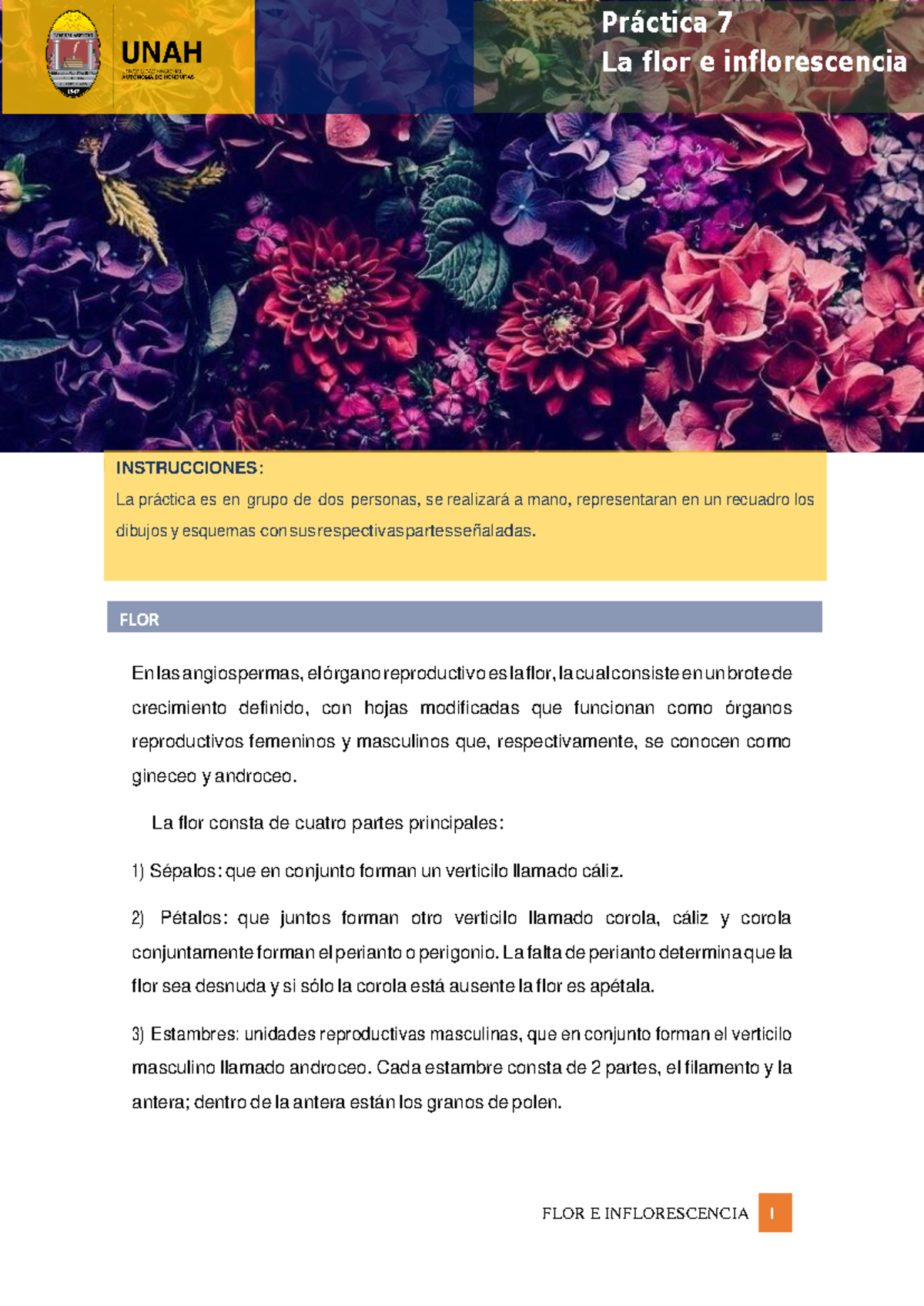 Practica 7 flor inflorescencia 2021 sin resolver - FLOR Práctica 7 La ...