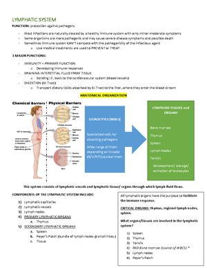 Integumentary System Review - In the adult human body, the ...