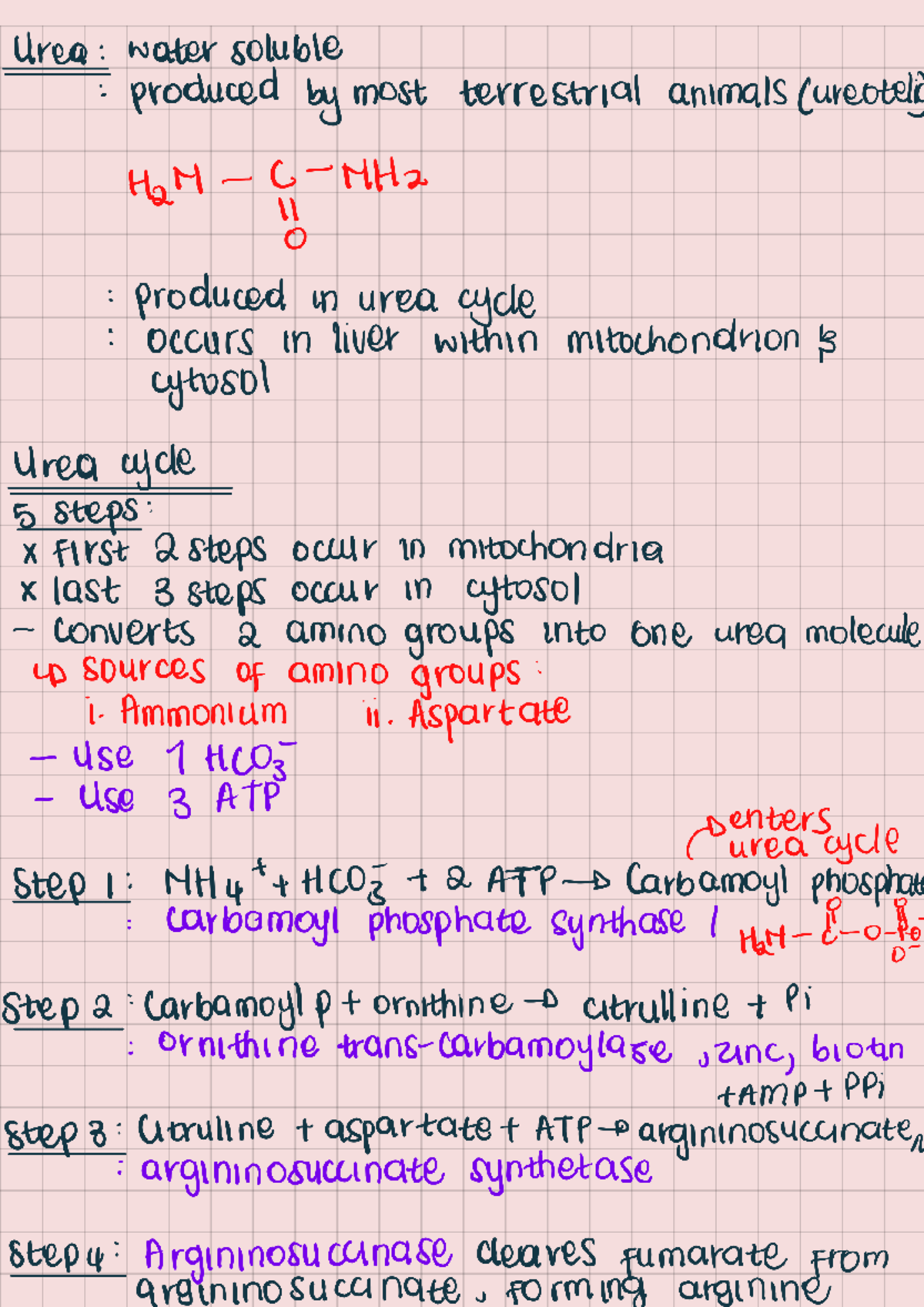 Urea cycle 241109 183150 - Urea: water soluble produced most ...