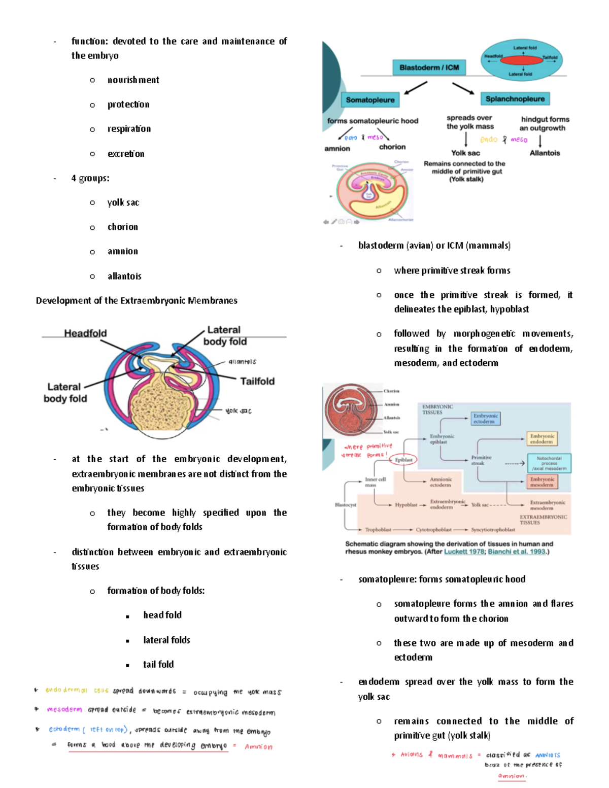 DEVBIOL LE 2 - Lecture 2 - func>on: devoted to the care and maintenance of the embryo o - Studocu
