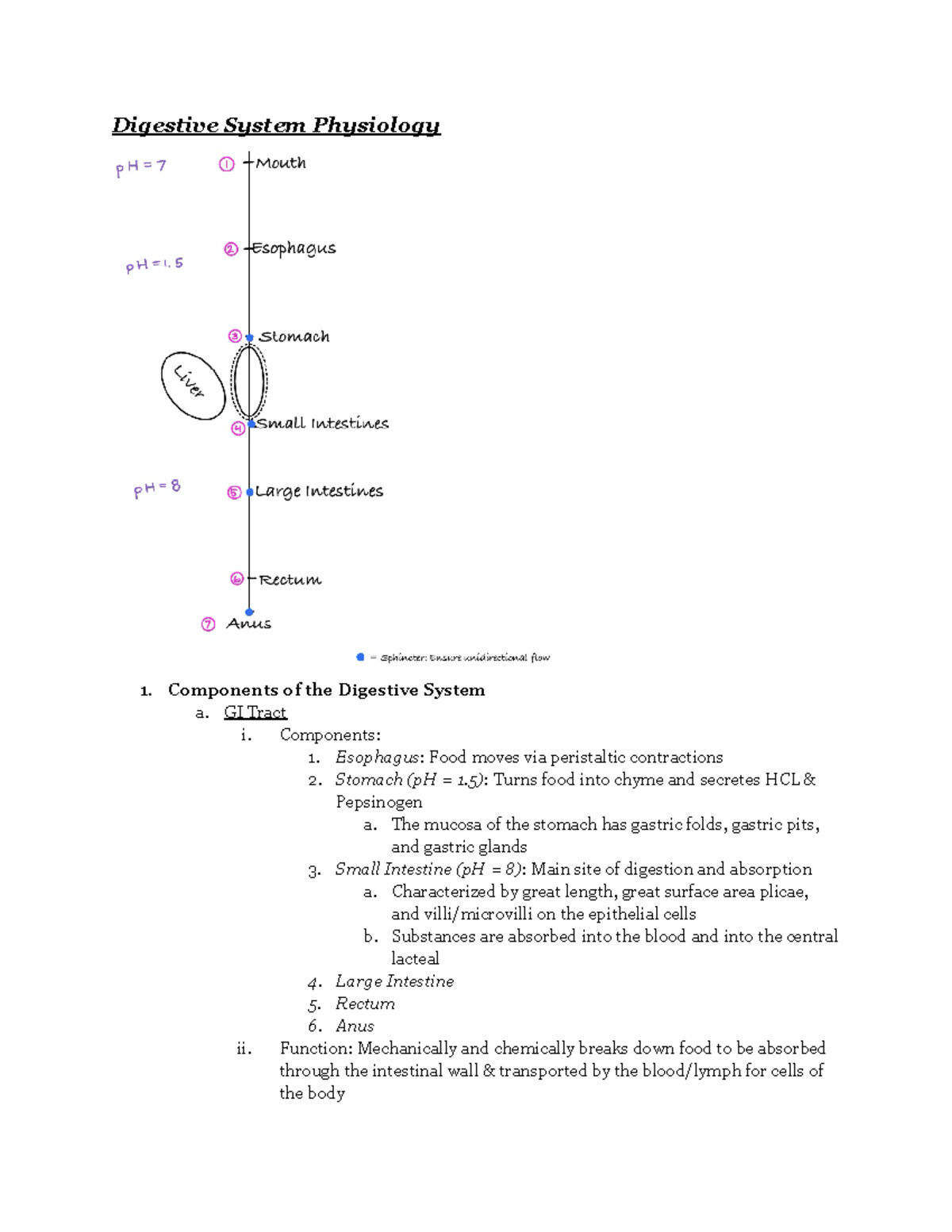 AP Exam 3 Review - Digestive System Physiology 1. Components of the ...