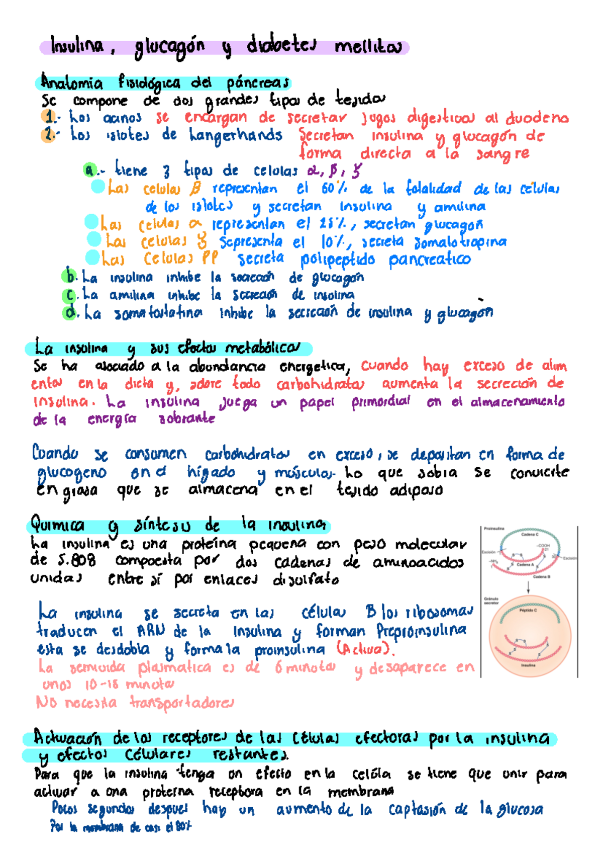 Fisiología diabetes mellitus - Insulina , glucagón y diabetes mellitos ...