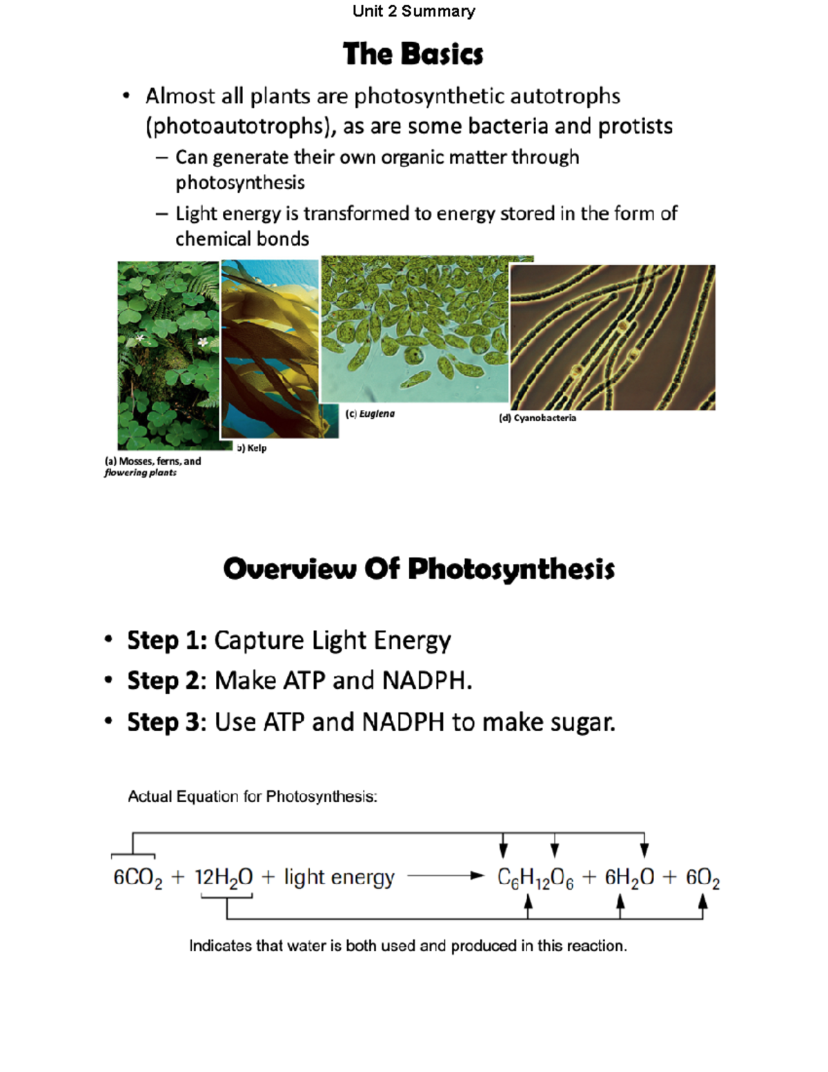 Summary on plants photosynthesis and their structure - Unit 2 Summary ...