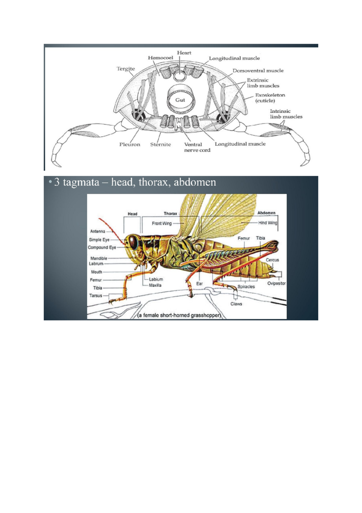 Grasshopper dissection preparation - BIOL204 - Studocu