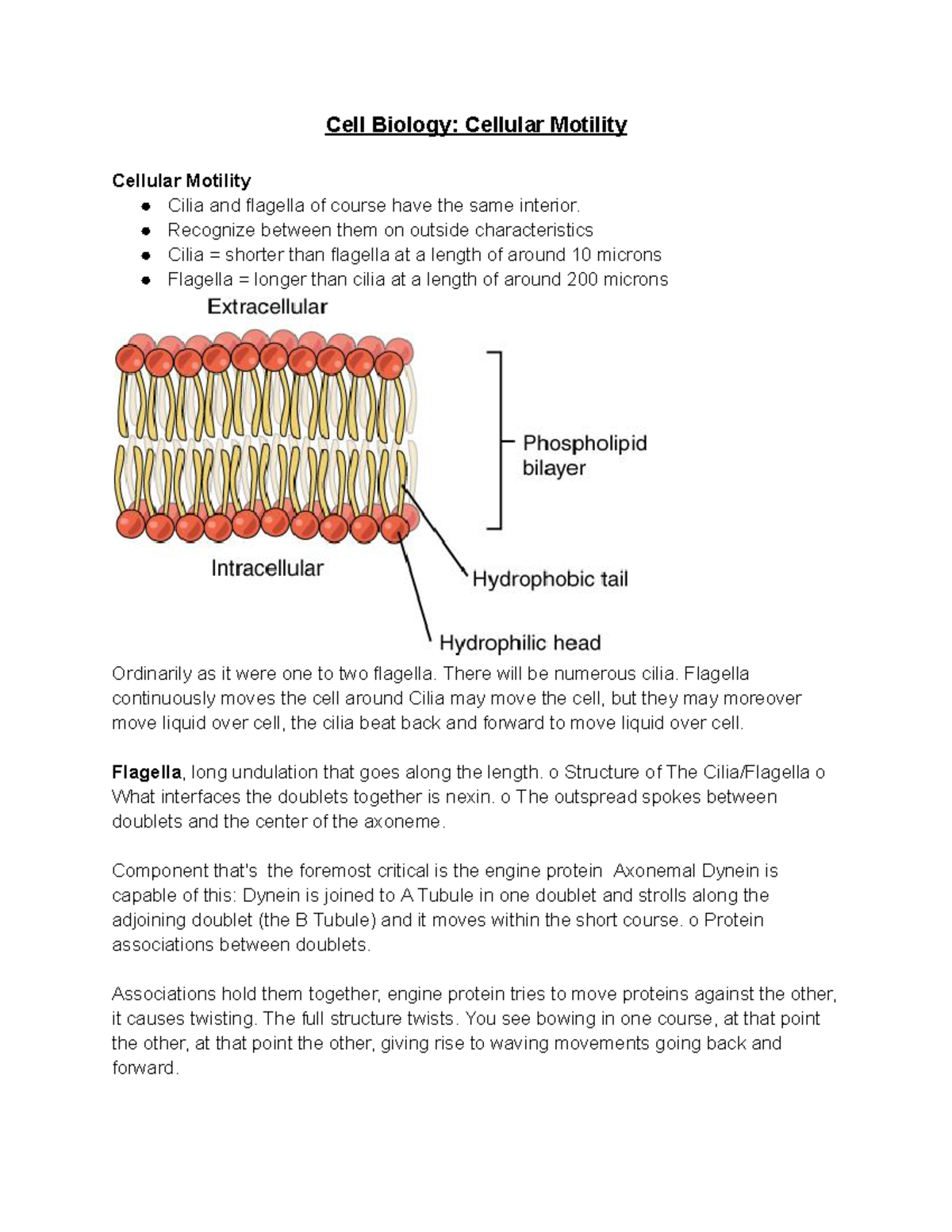 Cell Biology Cellular Motility - Cell Biology: Cellular Motility ...