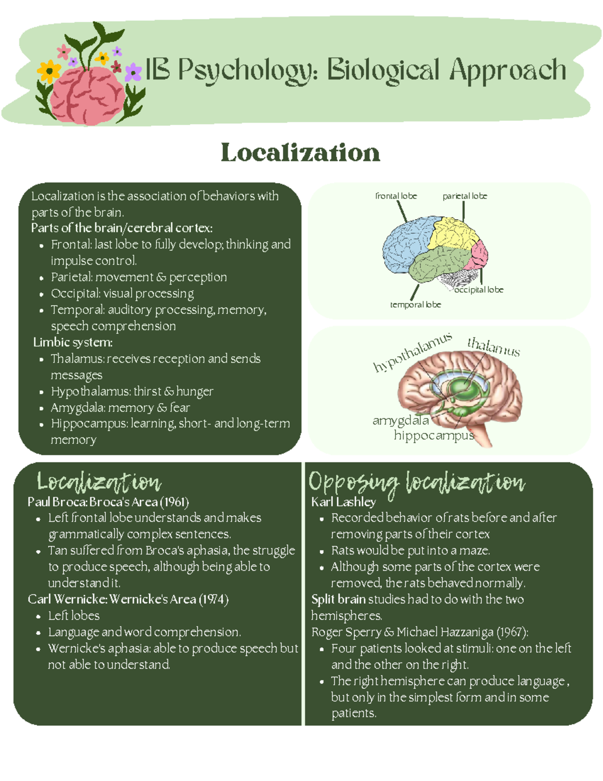 Biological Approach - frontal lobe parietal lobe temporal lobe ...