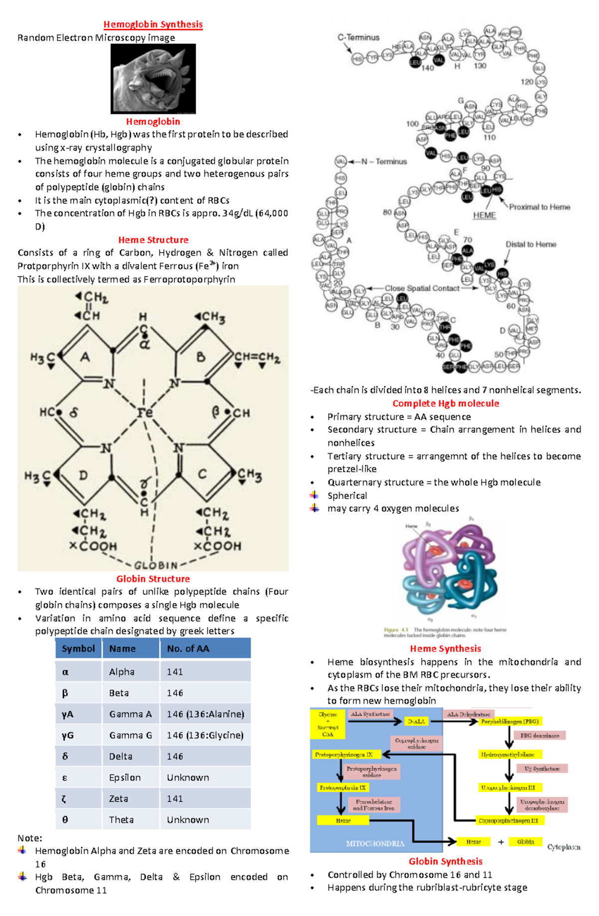 Hemoglobin Synthesis - Hemoglobin Synthesis Random Electron Microscopy ...