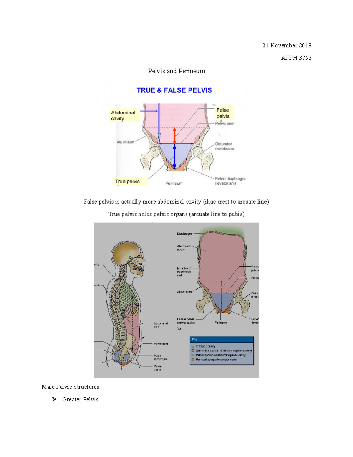 21 November - Pelvis and Perineum - 21 November 2019 APPH 3753 Pelvis ...