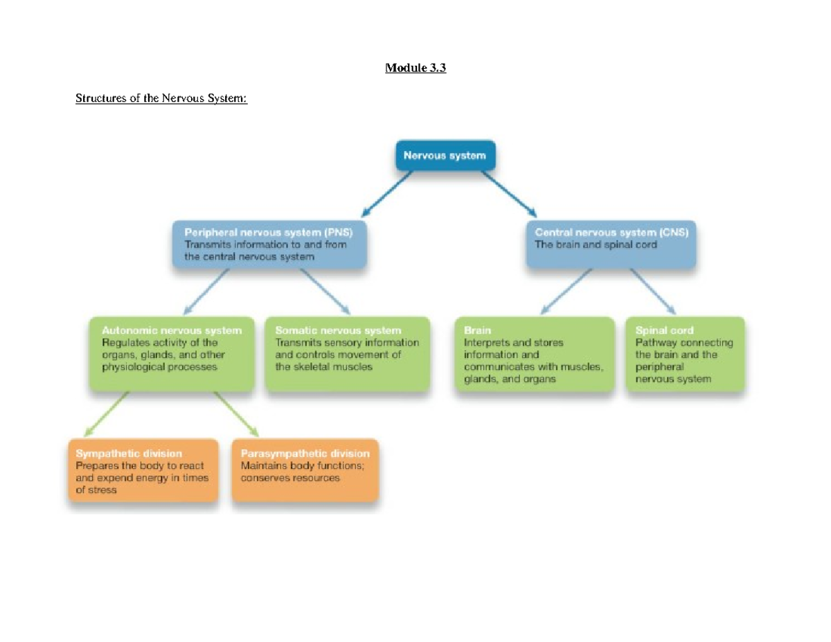 Summary Psychological Science - module 3 and 4 - Module 3 Structures of ...