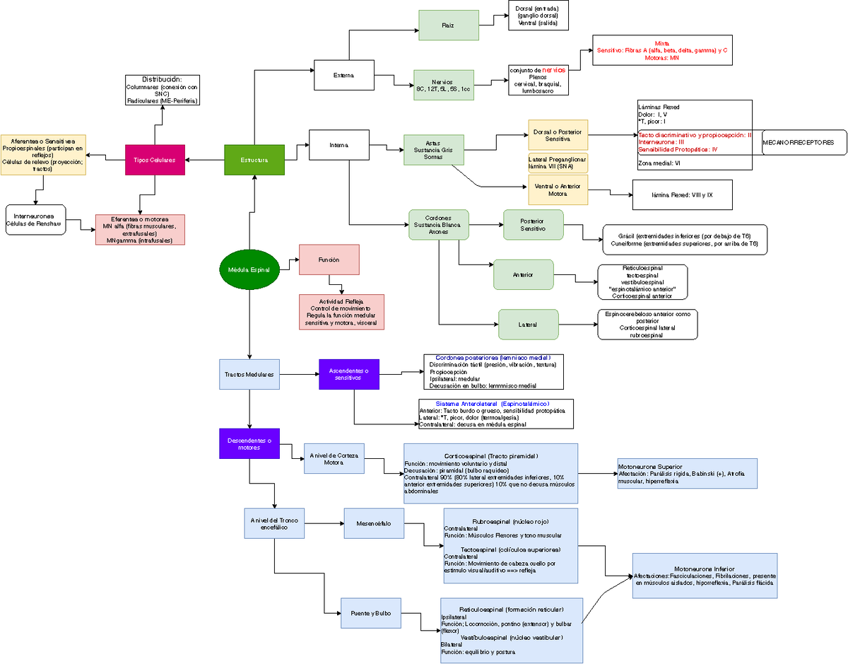 Mapa Medula espinal - Médula Espinal Estructura Función Tractos ...