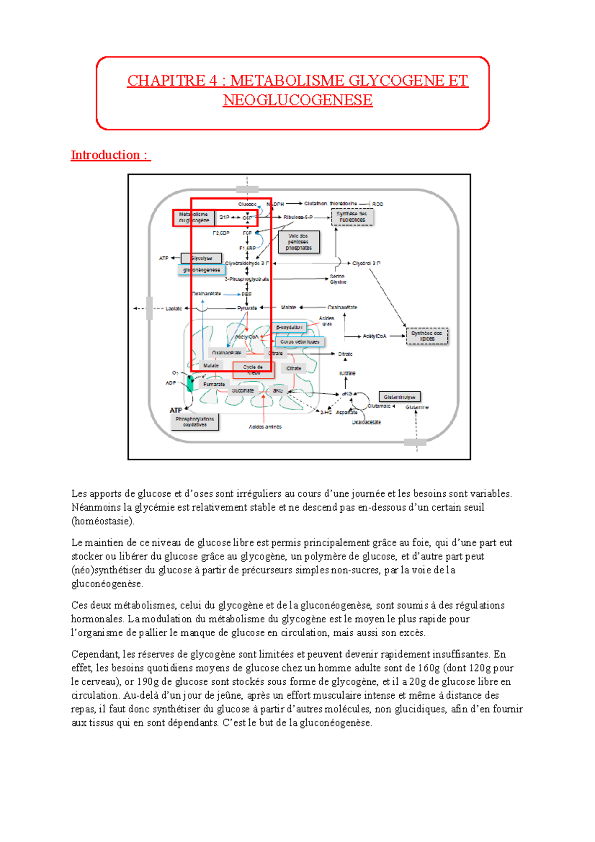 Cours 4 métabolisme glucogénèse - CHAPITRE 4 : METABOLISME GLYCOGENE ET ...