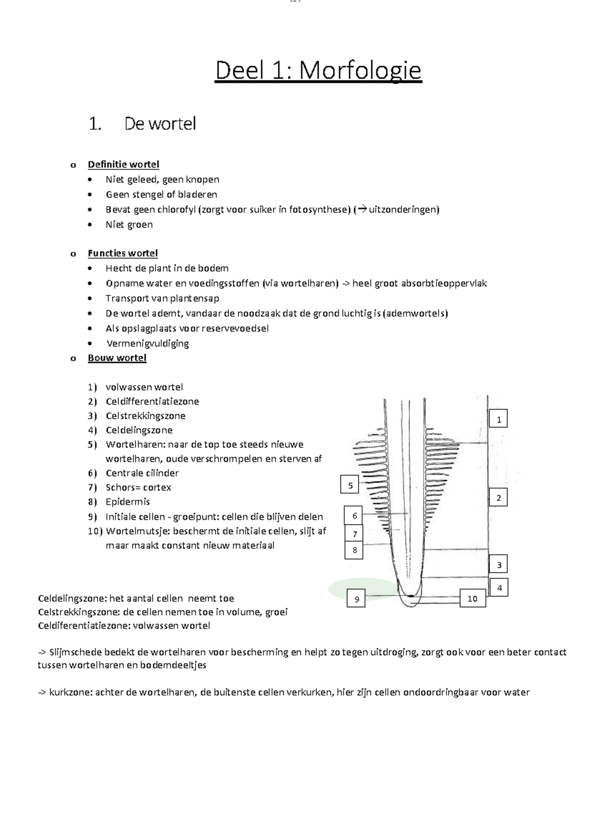 Plantkunde morfologie - Deel 1: Morfologie 1. De wortel o Definitie wortel - Niet geleed, geen ...