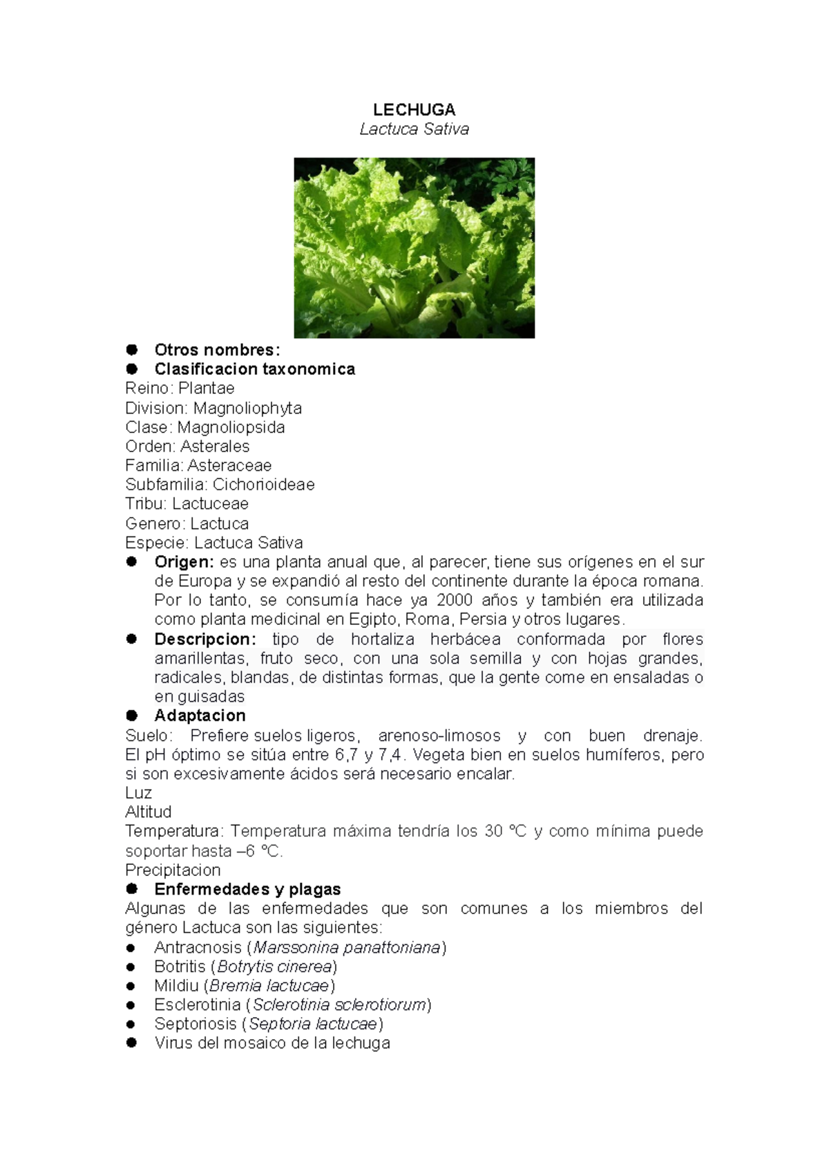 Lechuga - LECHUGA Lactuca Sativa Otros nombres: Clasificacion ...