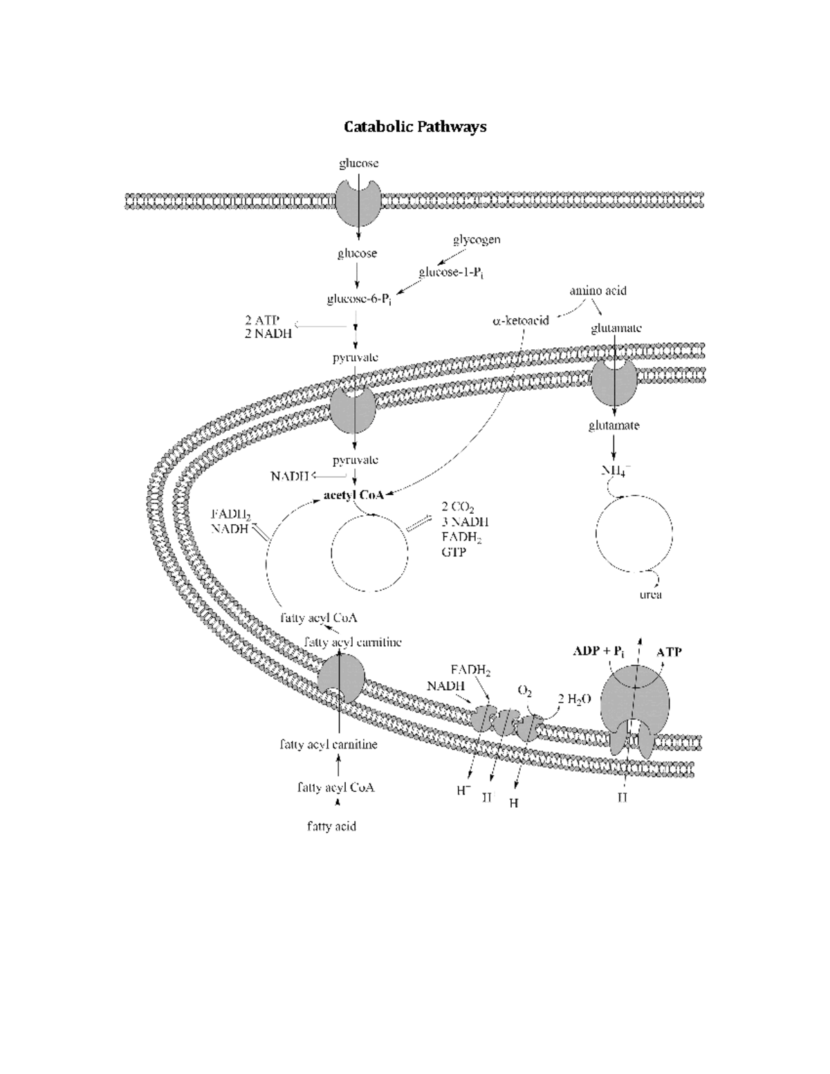 Chapter 13 Slides - BIOL 4087 - Catabolic Pathways Anabolic Pathways ...