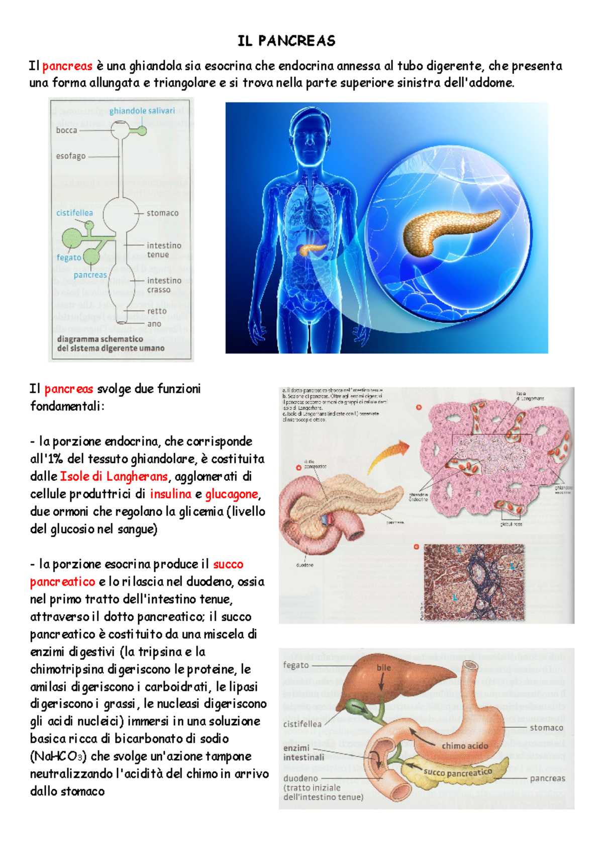 Scheda pancreas - Il pancreas è una ghiandola sia esocrina che ...