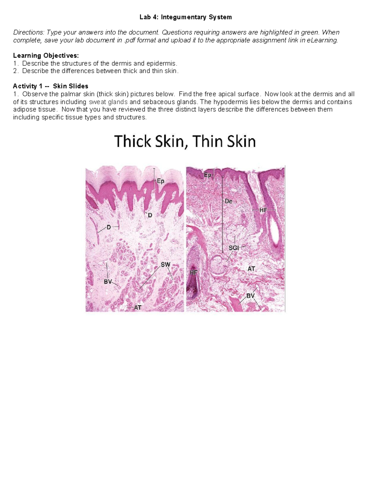 BIO-105-55 - Lab 4 - Integumentary (Skin) - Lab 4: Integumentary System ...