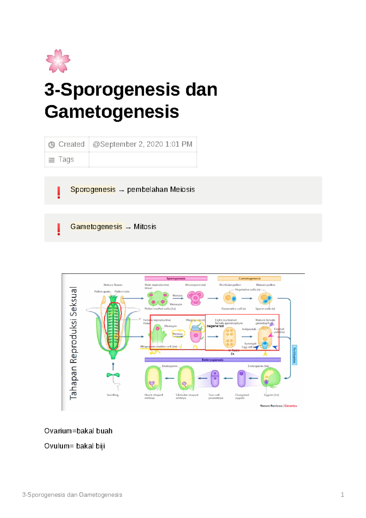 3-Sporogenesis dan Gametogenesis - 🌸 3-Sporogenesis dan Gametogenesis ...