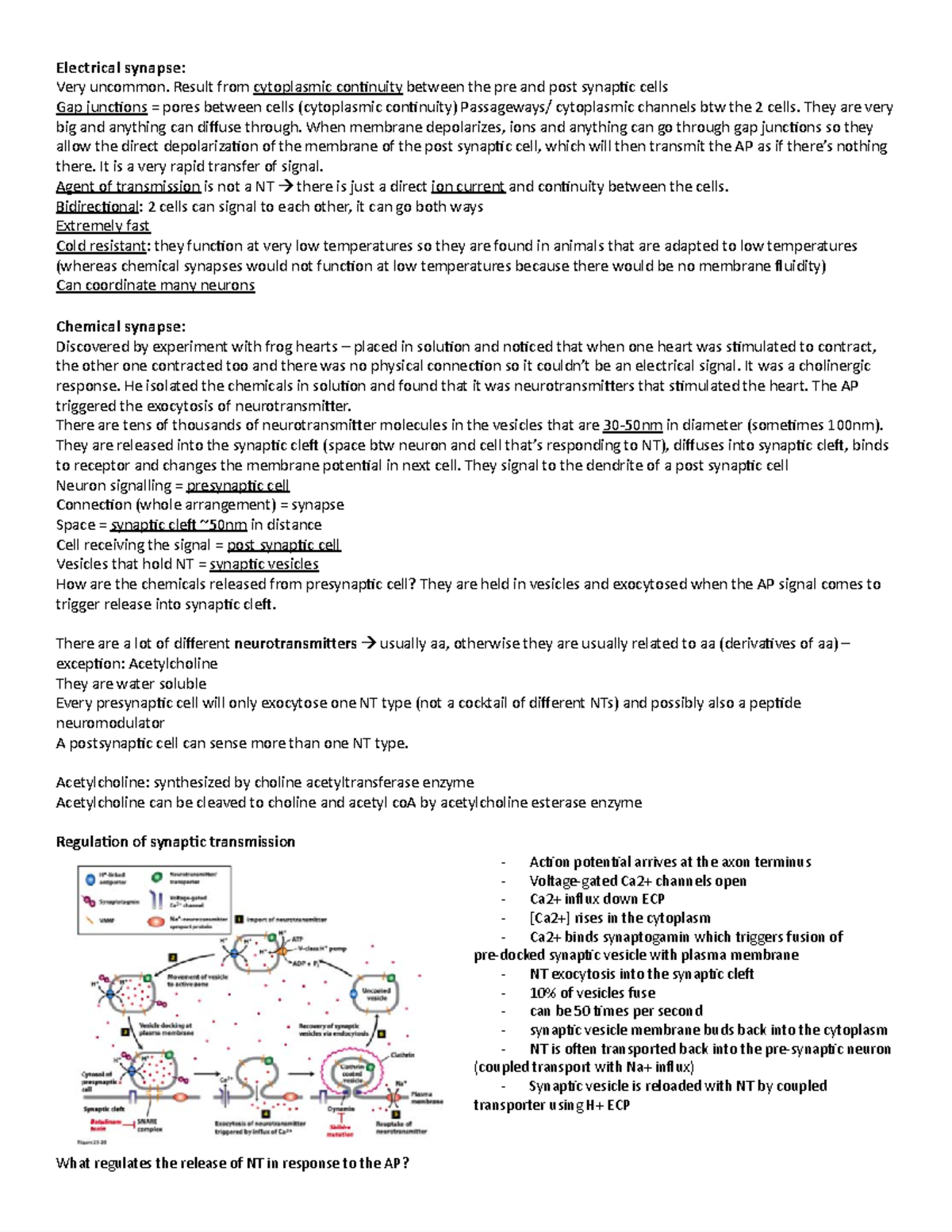 Biol 364 final study - Electrical synapse: Very uncommon. Result from ...