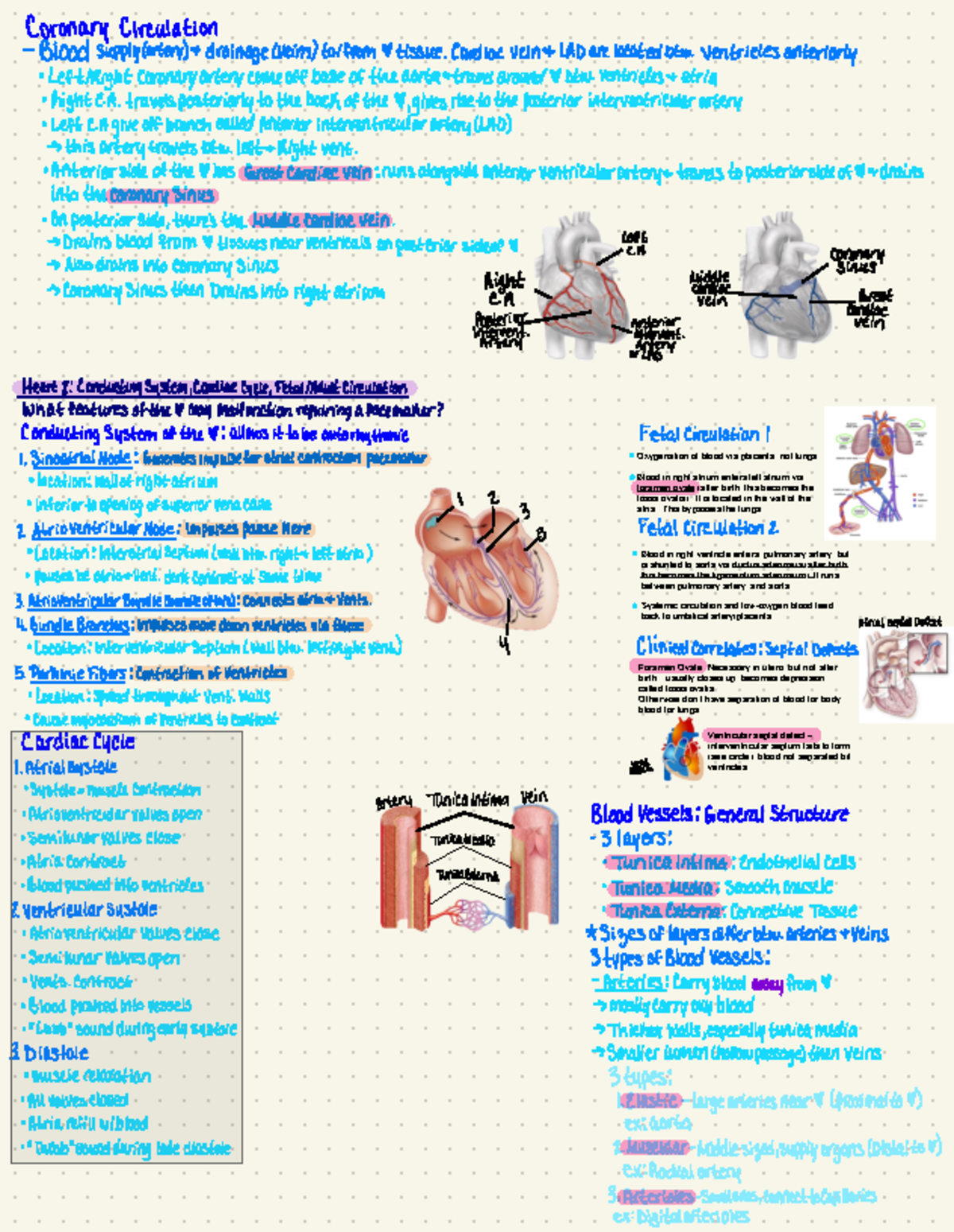 Mini Lectures 2 - Lecture notes over medical imaging, the different ...