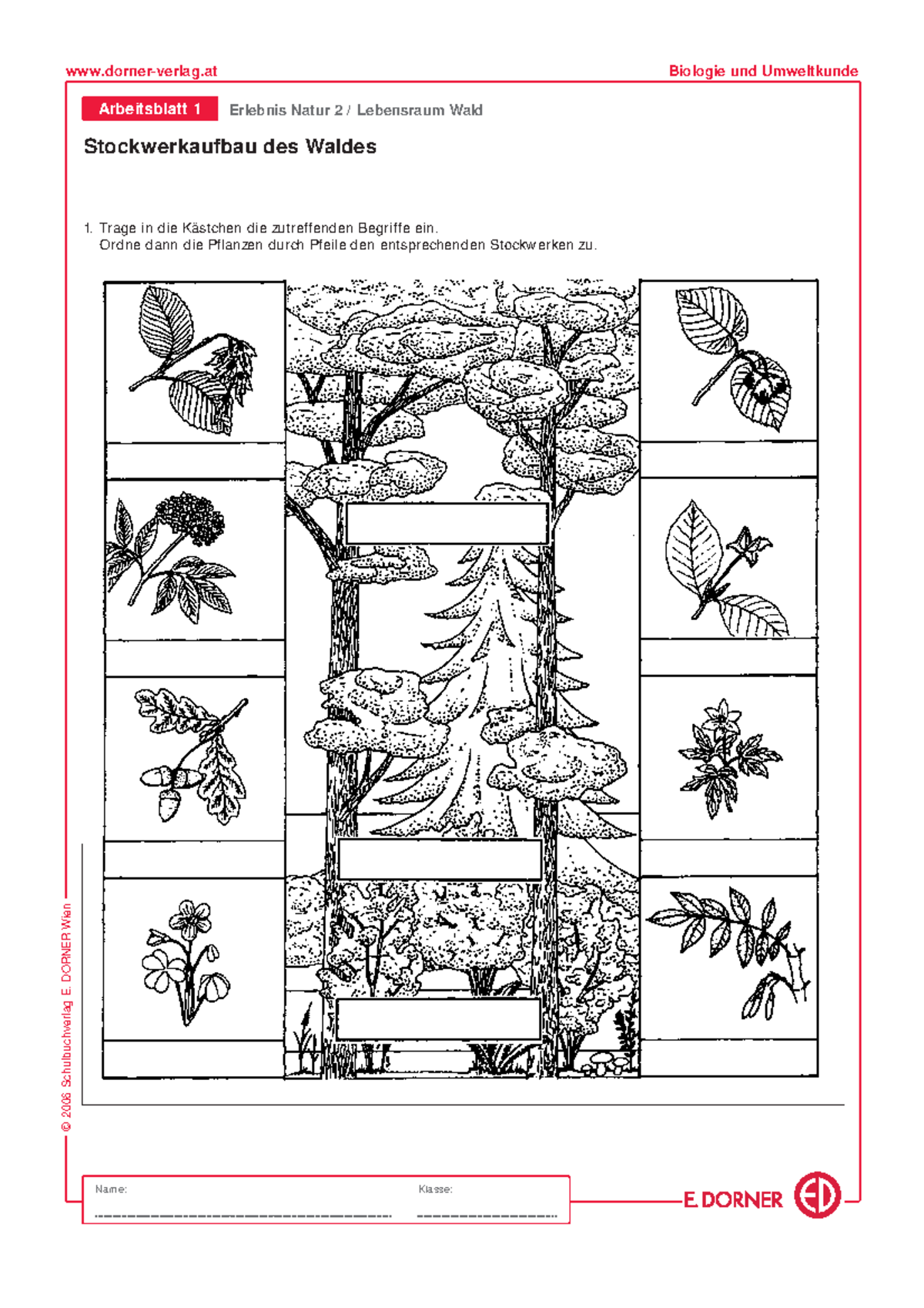 Stockwerkaufbau-des-waldes - Stockwerkaufbau des Waldes © 2006 ...
