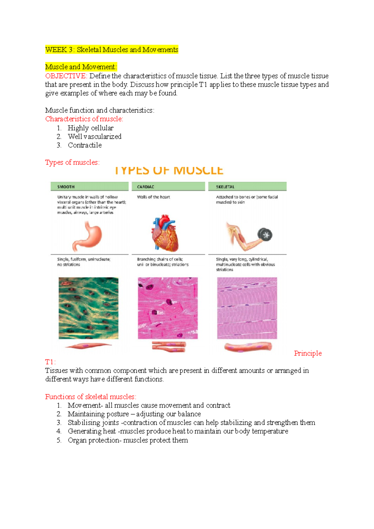 WEEK 3- skeletal muscles and movement - WEEK 3: Skeletal Muscles and ...