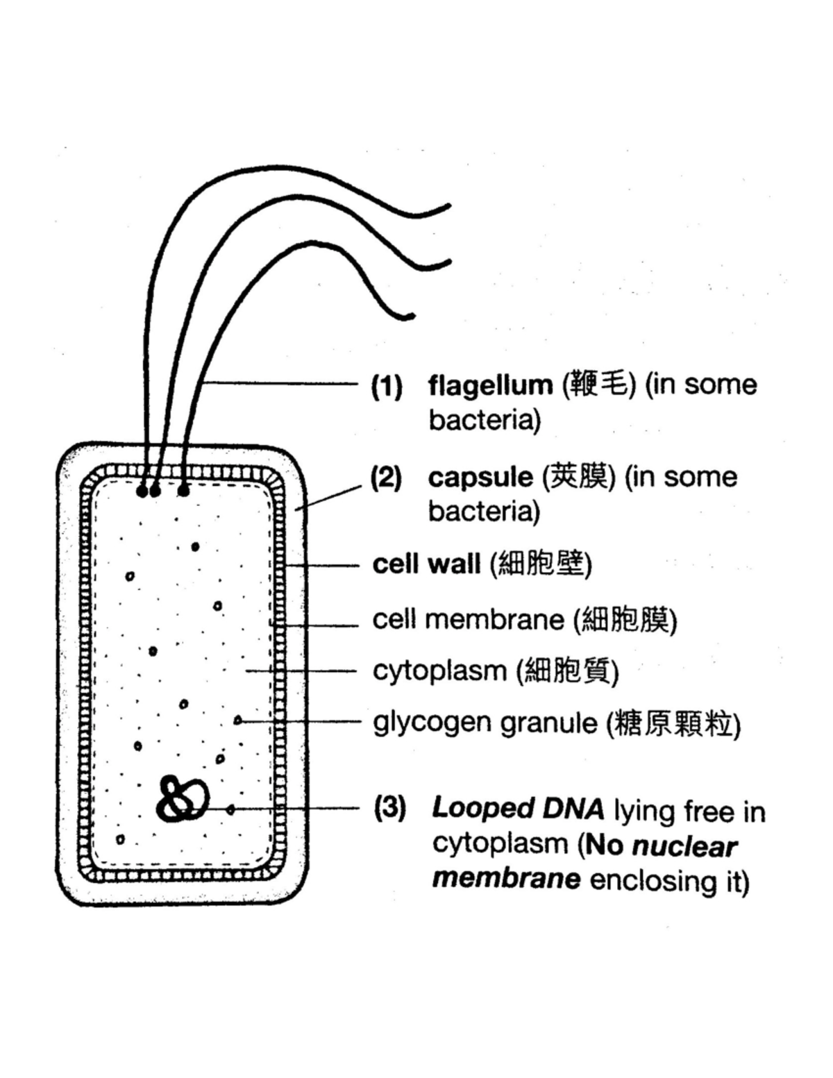 Bacteria) - Notes - level 3 - Studocu