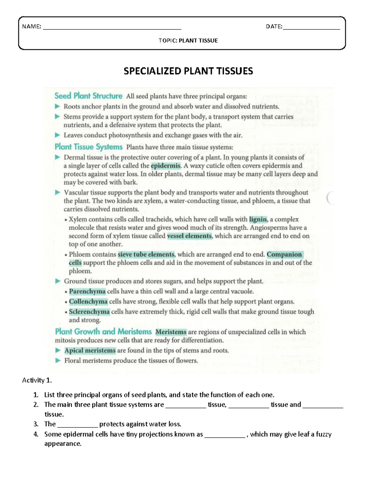 Plant CELL Exercise - NAME ...