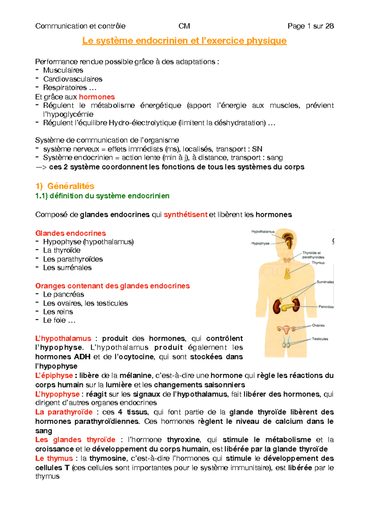Système endocrinien - Le système endocrinien et l’exercice physique ...
