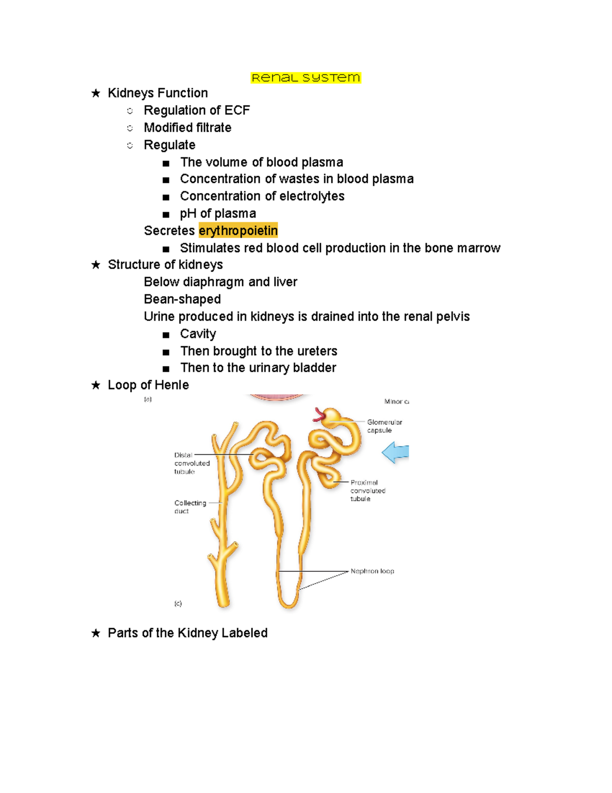 Renal System Notes - Renal System ★ Kidneys Function Regulation of ECF ...