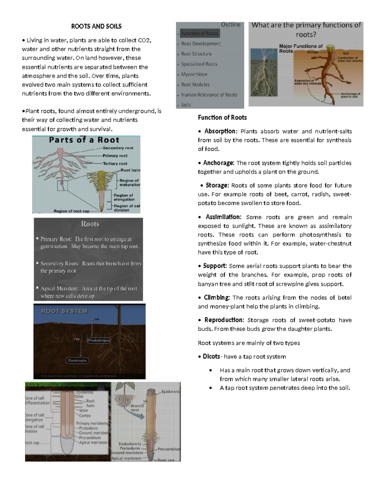 Roots AND Soils - botany - ROOTS AND SOILS Living in water, plants are ...